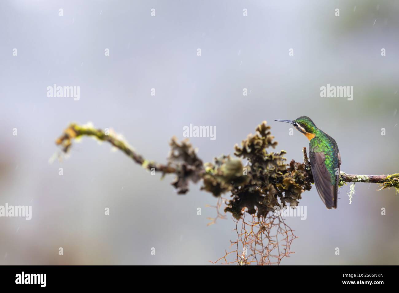 Purple-throated Nymph (Lampornis calolaemus), Hummingbird (Trochilidae ...