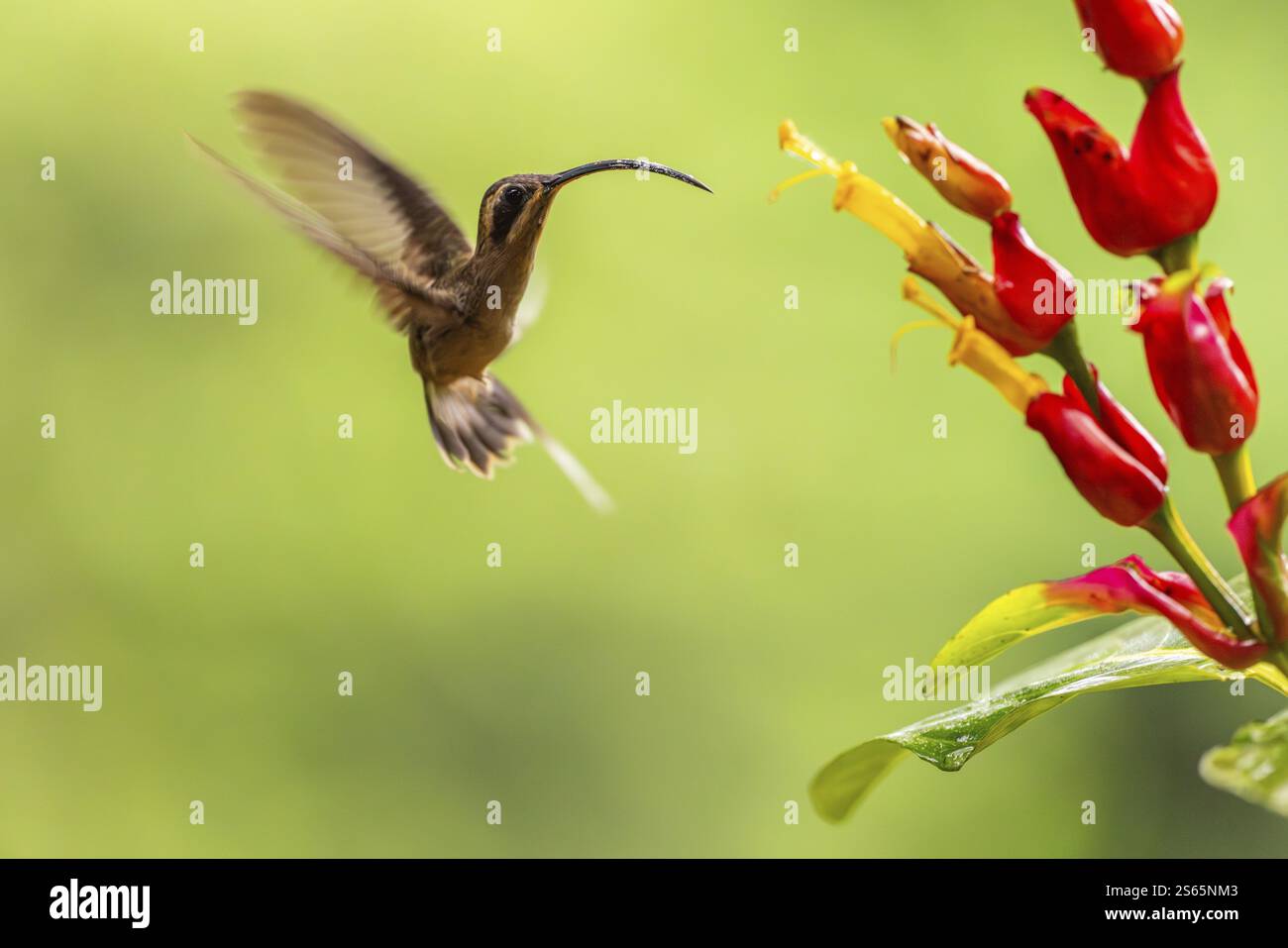 Long-billed Shadow Hummingbird (Phaethornis longirostris), Hummingbird ...