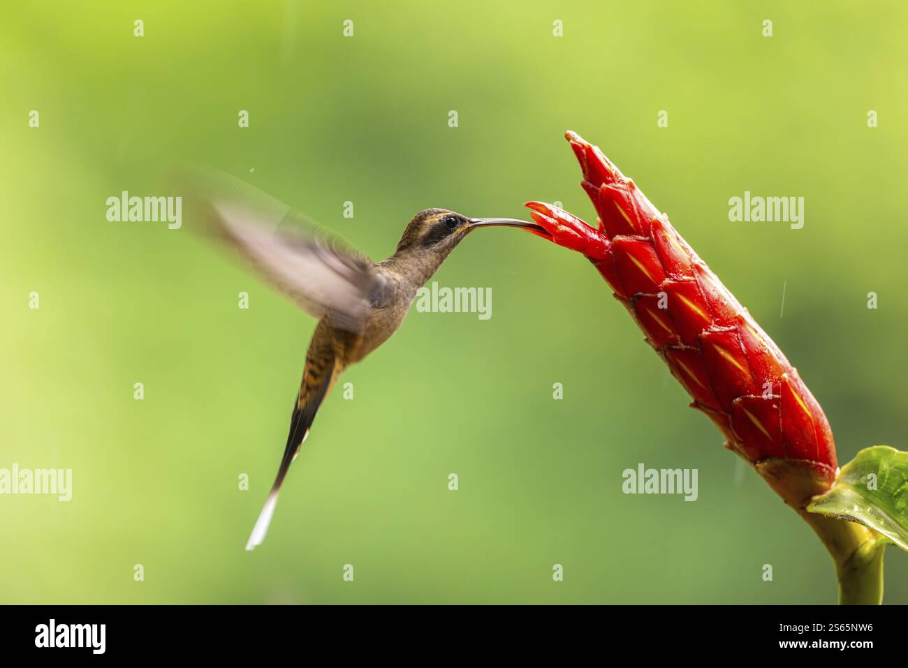 Long-billed Shadow Hummingbird (Phaethornis longirostris), Hummingbird ...