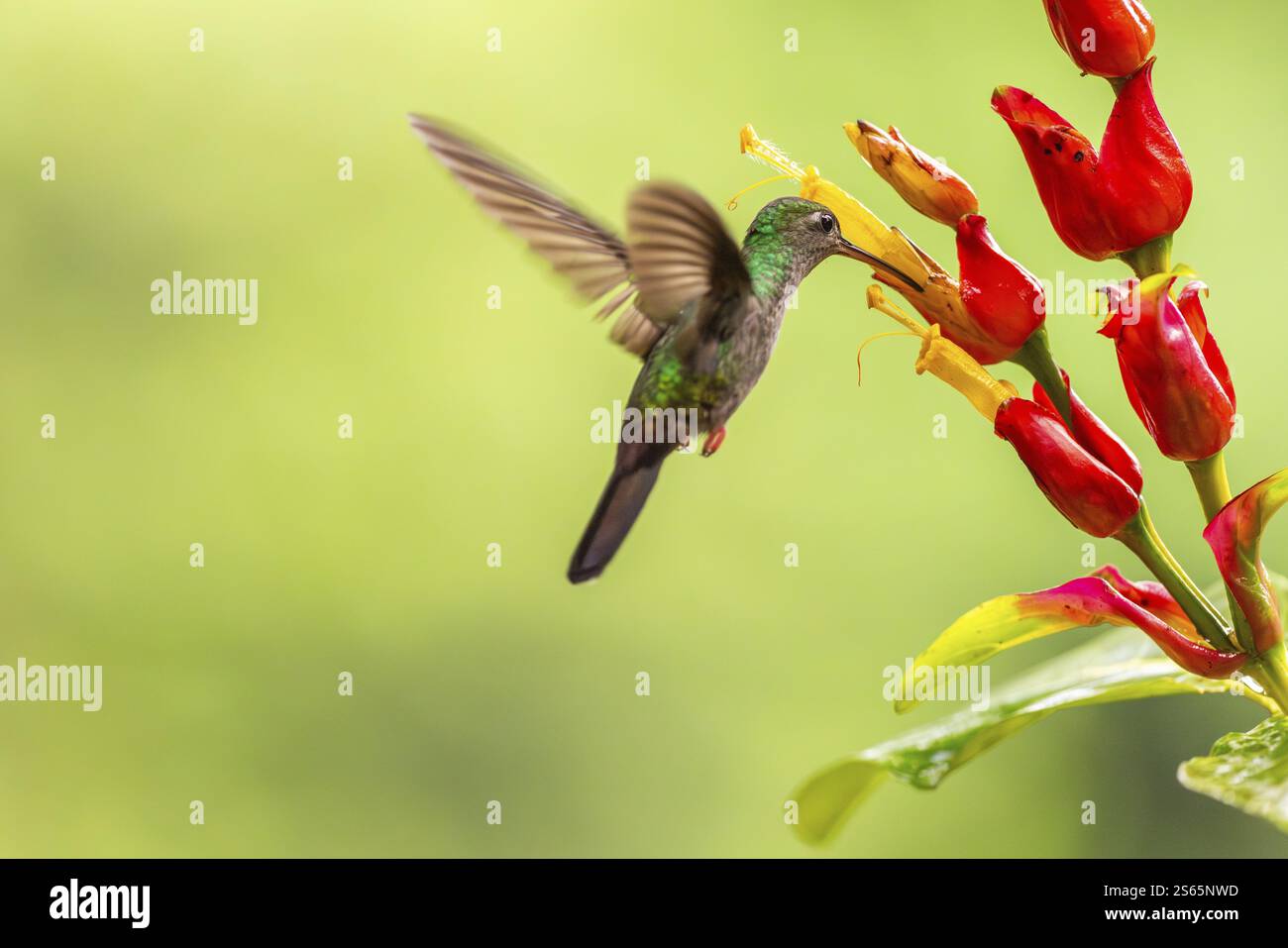 Green-fronted Brilliant Hummingbird (Heliodoxa jacula), Hummingbird ...