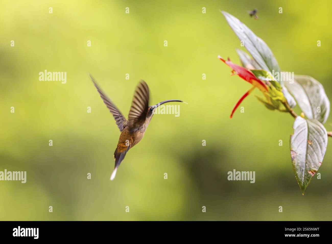 Long-billed Shadow Hummingbird (Phaethornis longirostris), Hummingbird ...