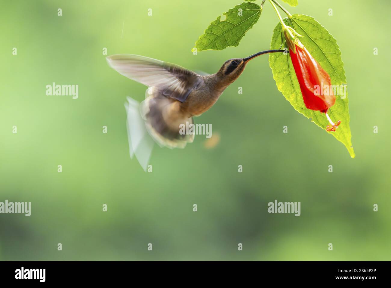 Long-billed Shadow Hummingbird (Phaethornis longirostris), Hummingbird ...