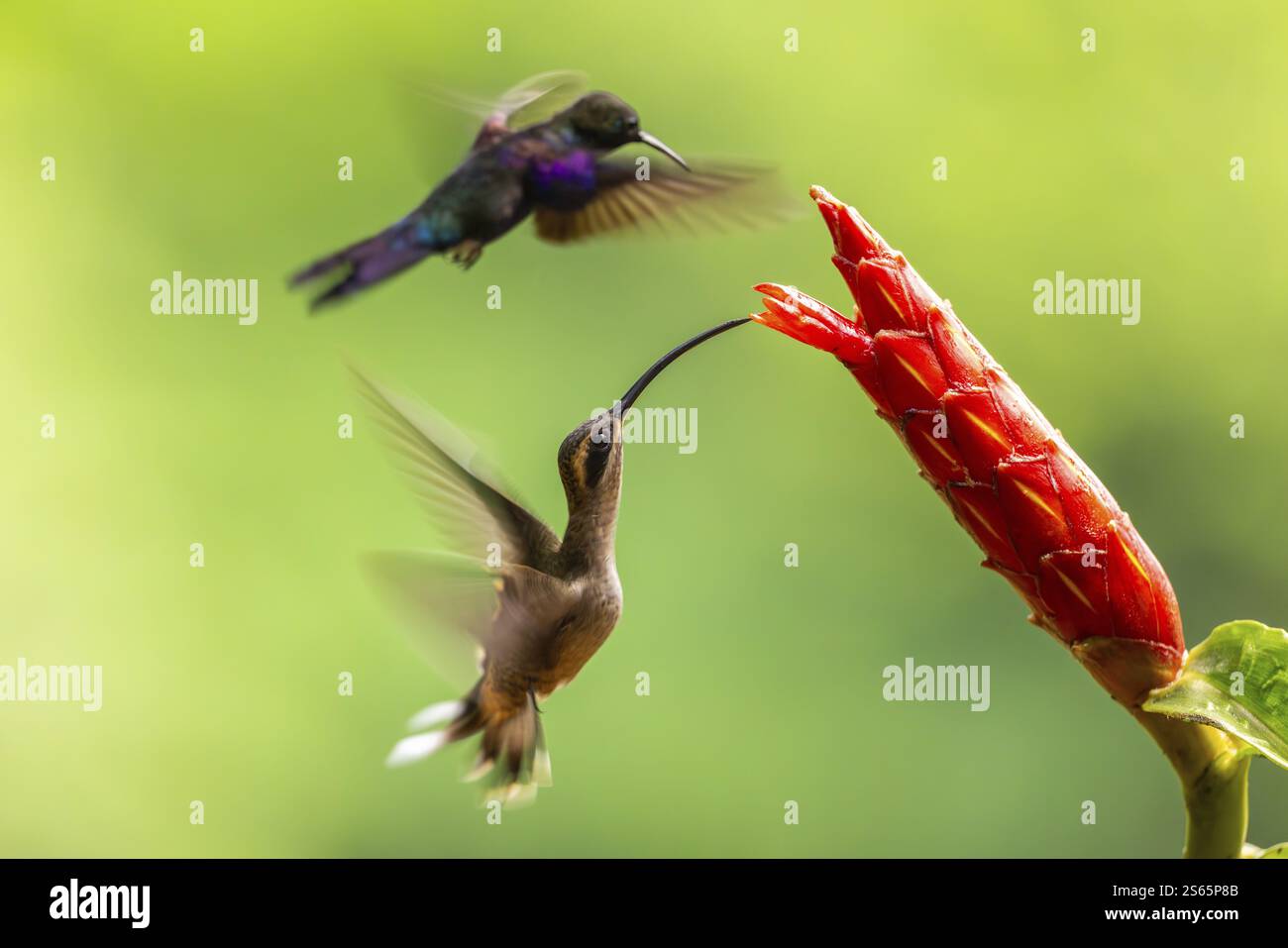 Long-billed Shadow Hummingbird (Phaethornis longirostris), Hummingbird ...