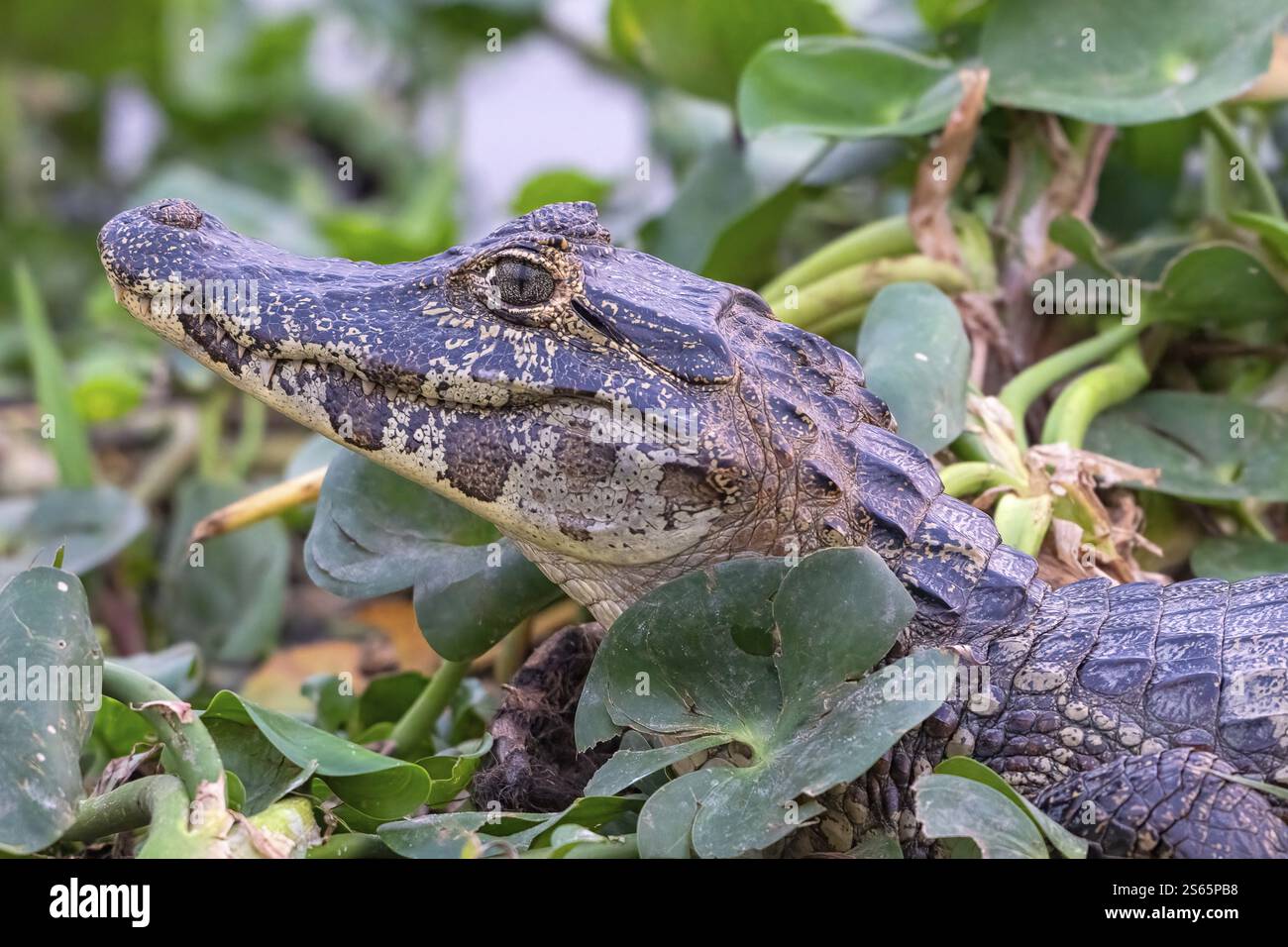 Spectacled caiman (Caiman crocodilus yacara), Crocodile (Alligatoridae ...