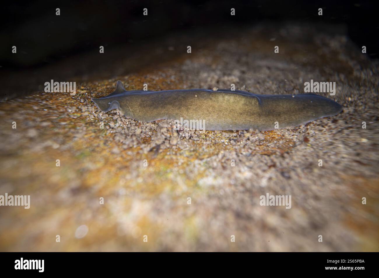 Triangular whirlpool worm (Dugesia gonocephala), on a stone at the ...