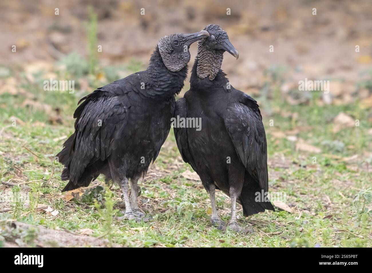 Raven vulture (Coragyps atratus), Pantanal, inland, wetland, UNESCO ...