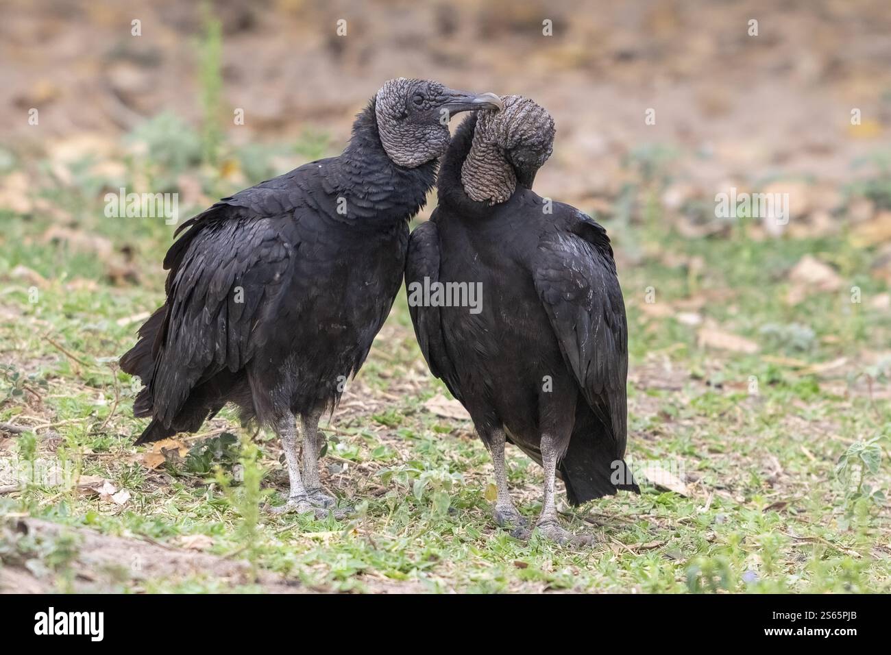 Raven vulture (Coragyps atratus), Pantanal, inland, wetland, UNESCO ...