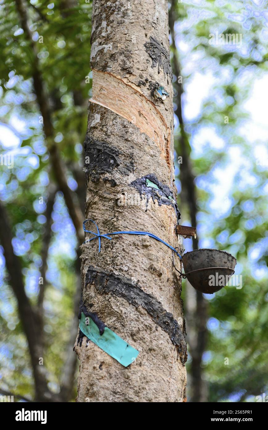 Mysore, Karnataka, South India, A tree with rubber extraction and a ...