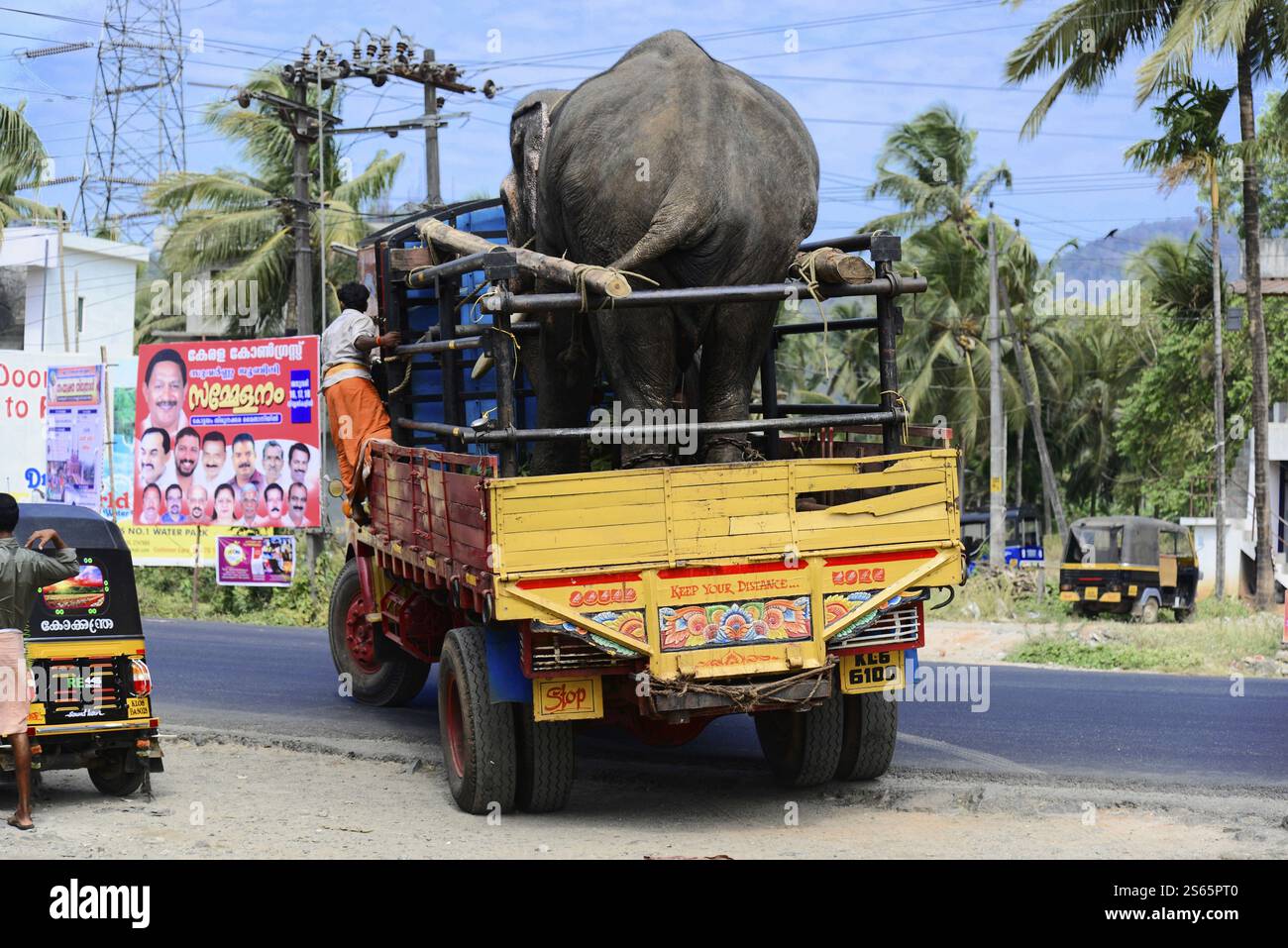 Elephant transport by lorry, Fort Kochi, Kochi, Kerala, South India ...