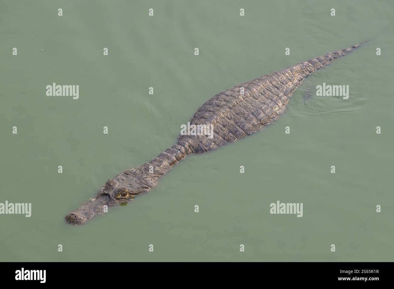 Spectacled caiman (Caiman crocodilus yacara), Crocodile (Alligatoridae ...