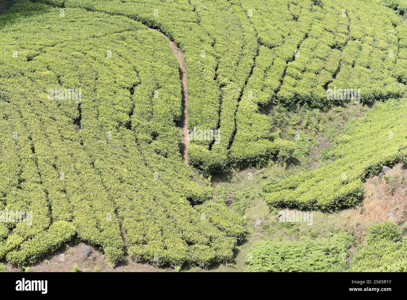 Tea plantations, Mysore, South India, India, Tea fields with dense ...
