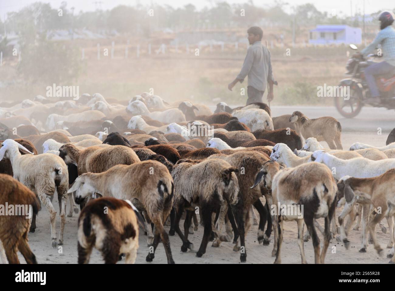 Flock of sheep, Mysore. South India, India, A flock of sheep with a ...