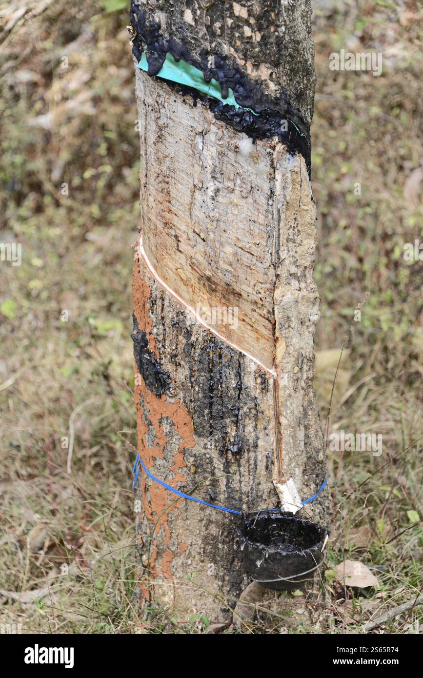 Mysore, Karnataka, South India, Close-up of a tree with freshly cut ...
