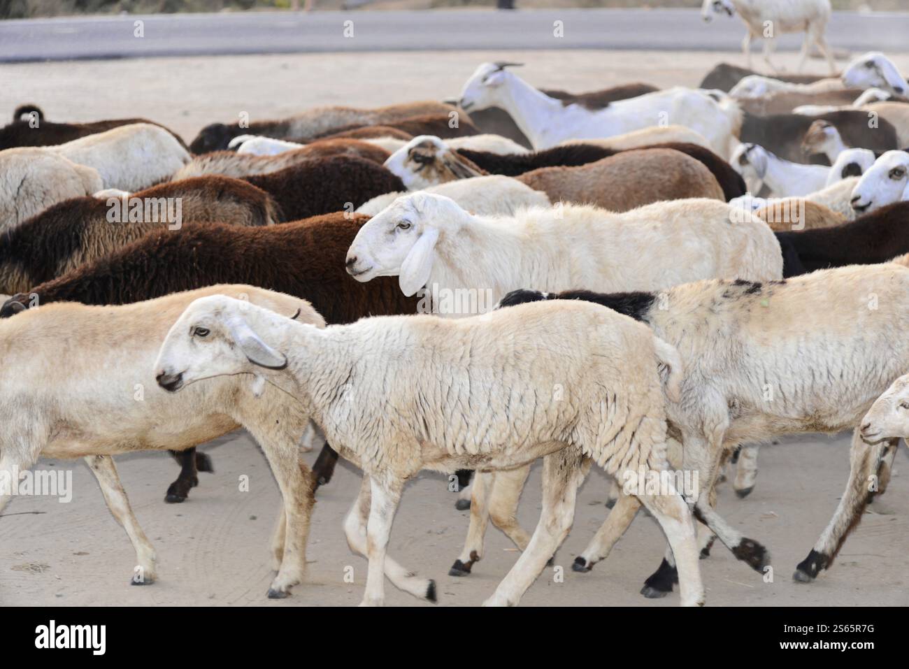 Flock of sheep, Mysore. South India, India, Flock of sheep walking on a sandy road in rural area ...