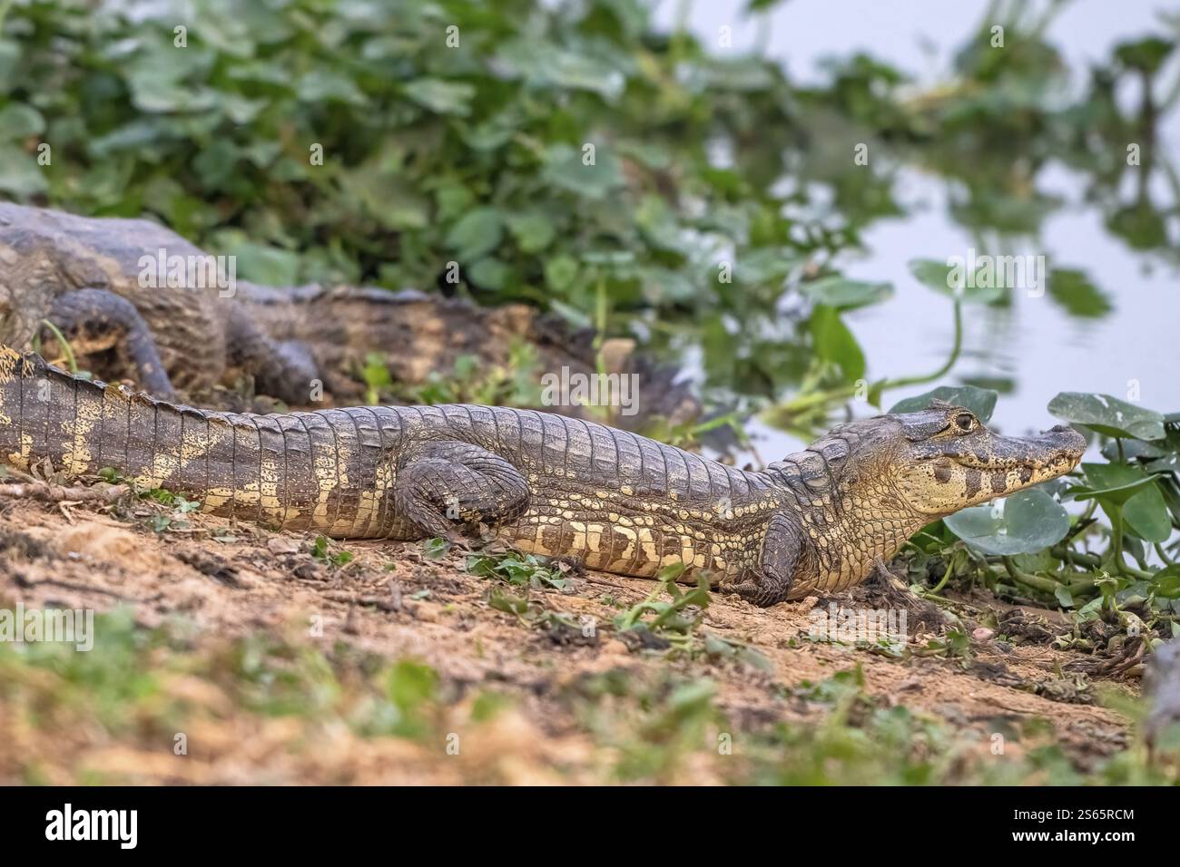 Spectacled caiman (Caiman crocodilus yacara), Crocodile (Alligatoridae), crocodile (Crocodylia ...