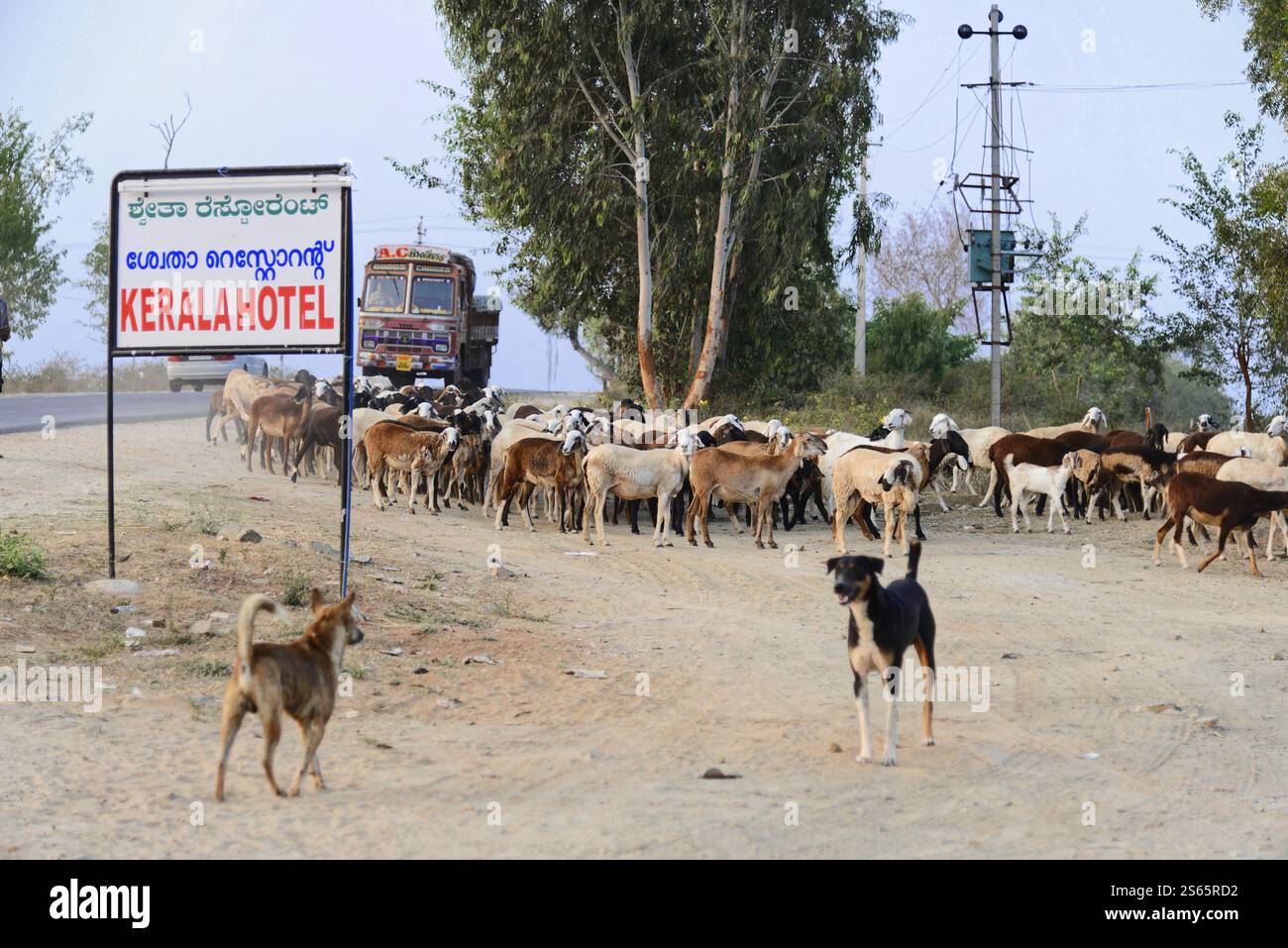 Flock of sheep, Mysore. South India, India, Flock of sheep and stray ...