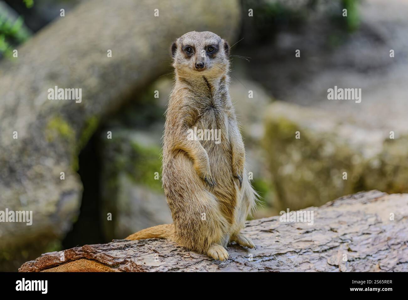 A sitting meerkat looks around attentively Stock Photo - Alamy