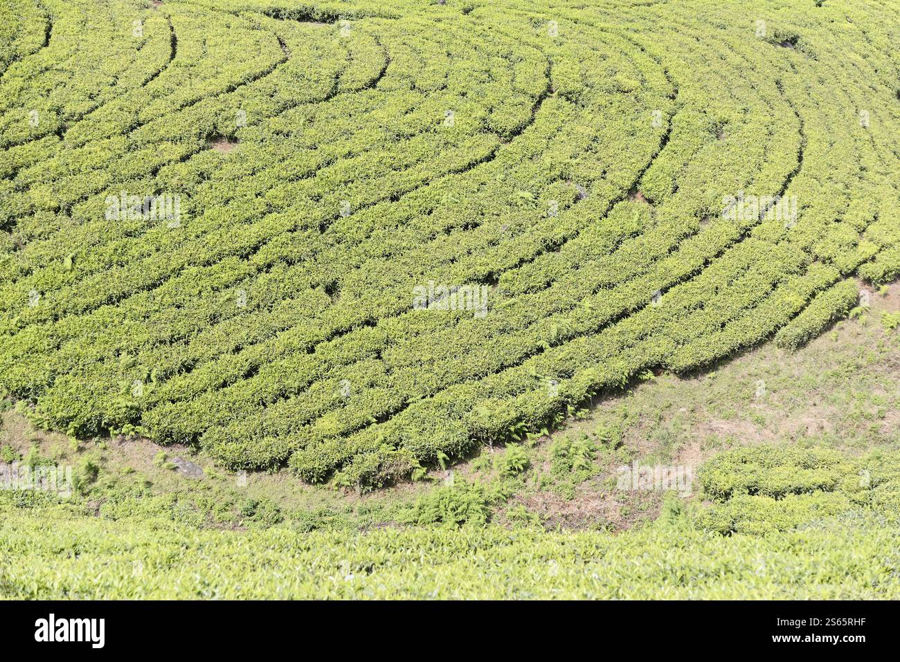 Tea plantations, Mysore, South India, India, Green tea fields with ...
