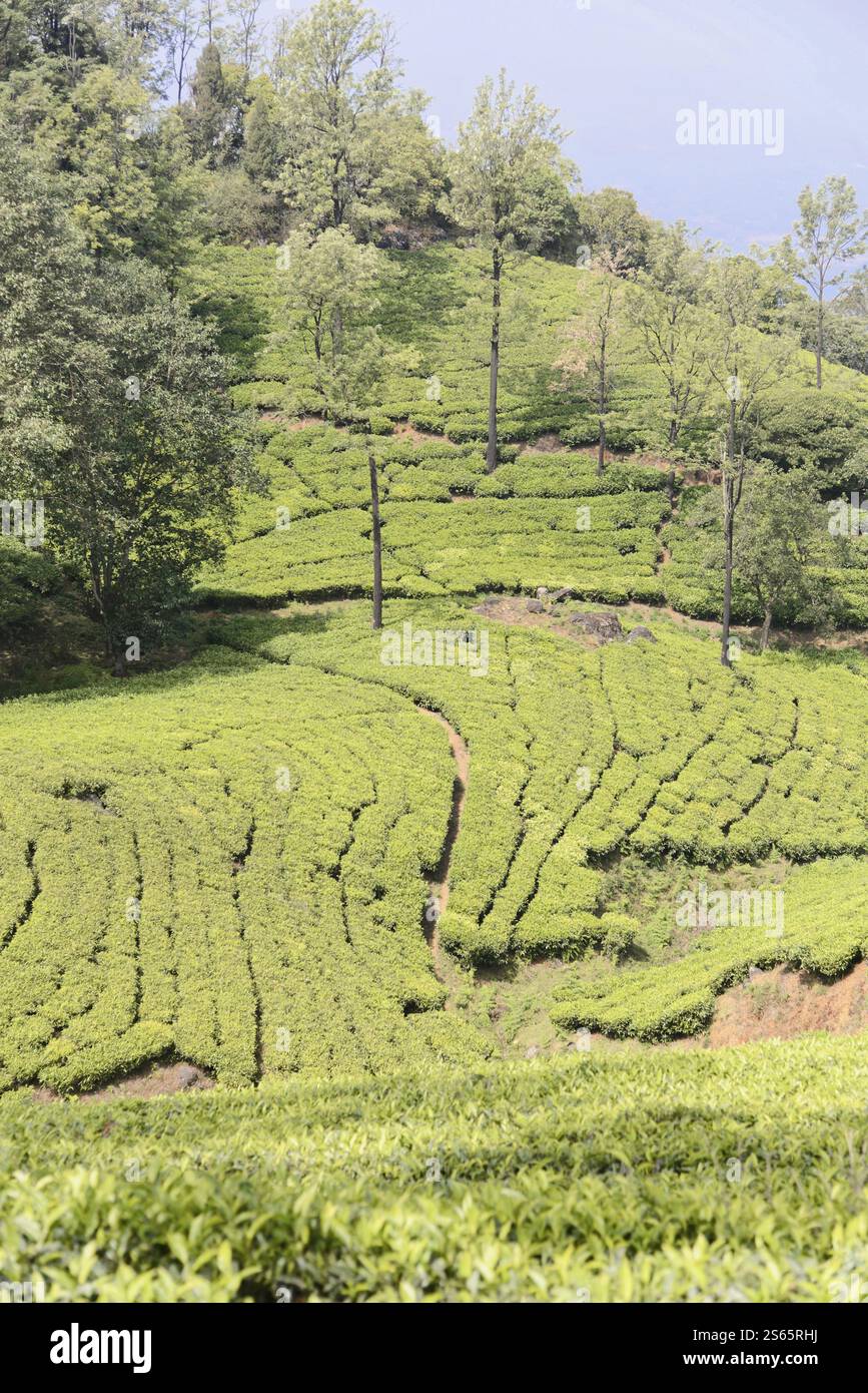 Tea plantations, Mysore, South India, India, Tea plantation on green ...