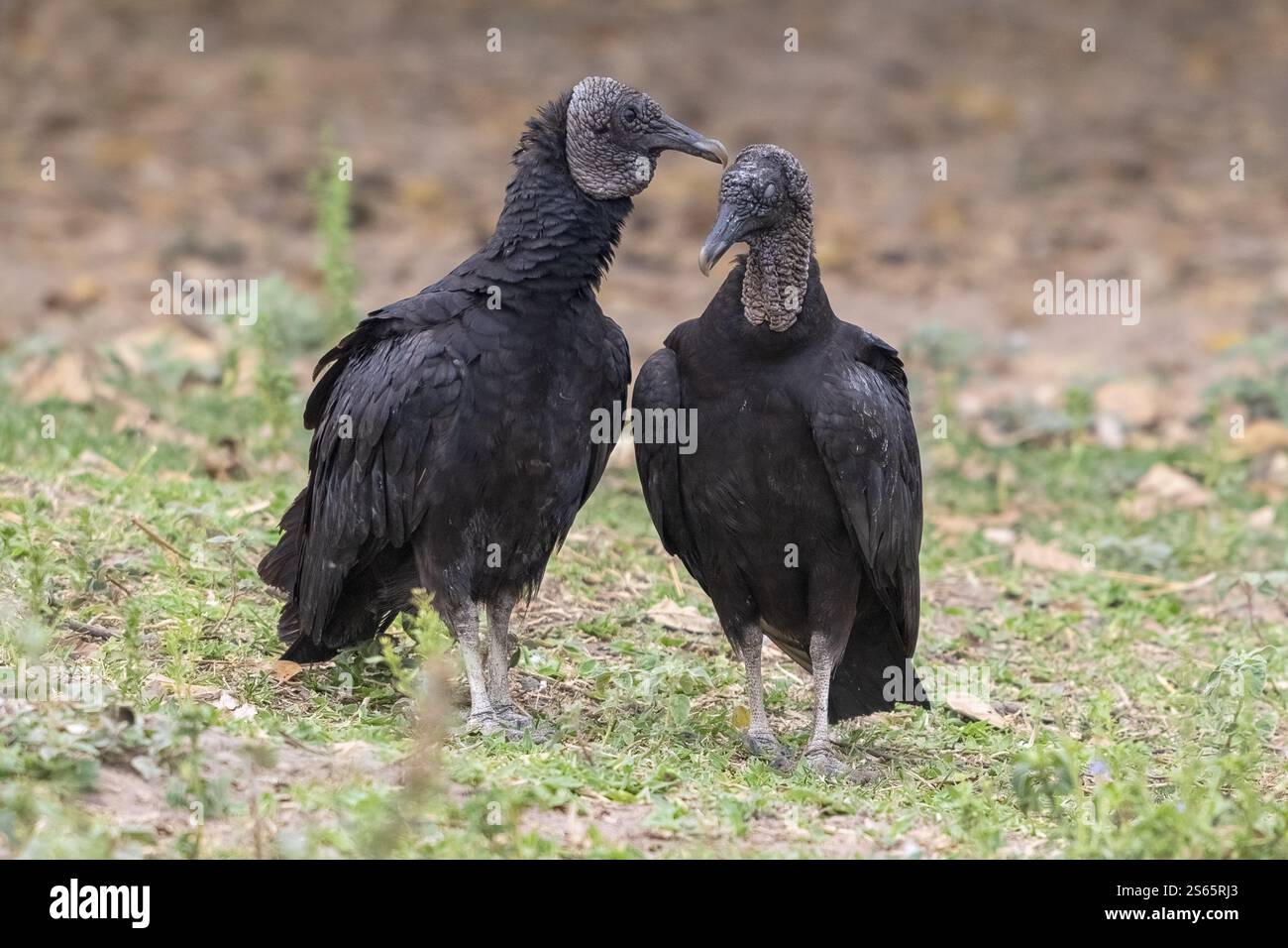 Raven vulture (Coragyps atratus), Pantanal, inland, wetland, UNESCO ...
