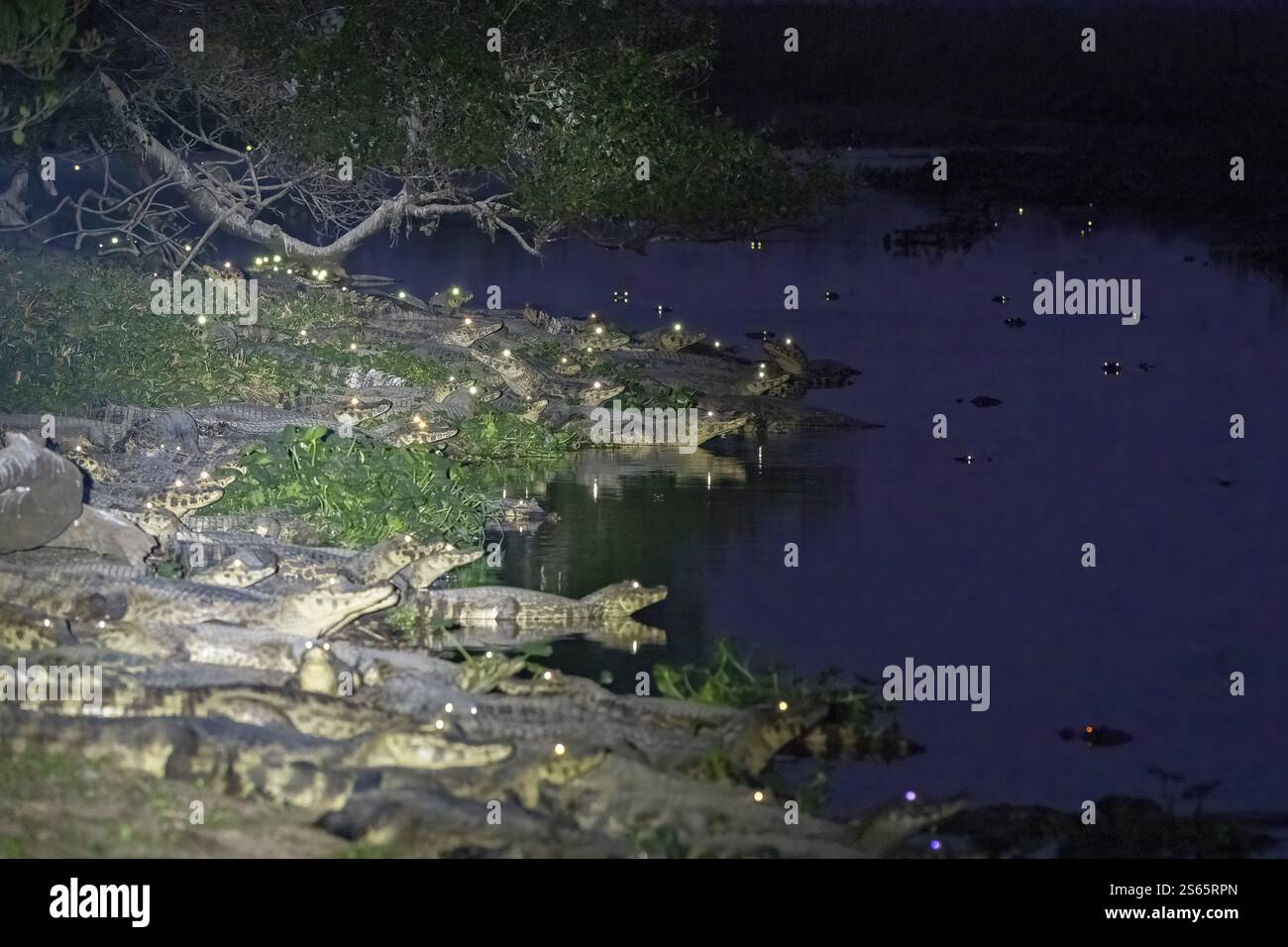 Spectacled caiman (Caiman crocodilus yacara), Crocodile (Alligatoridae ...