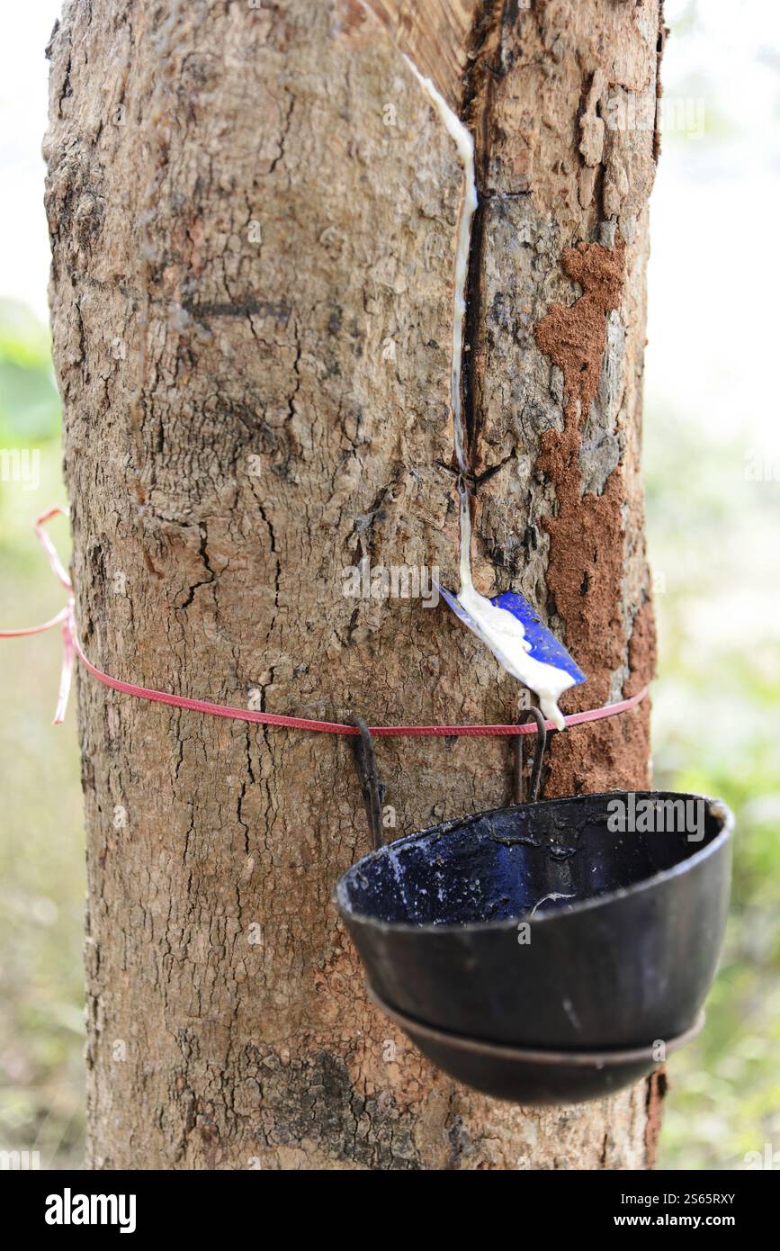 Mysore, Karnataka, South India, A tree with rubber extraction and a ...