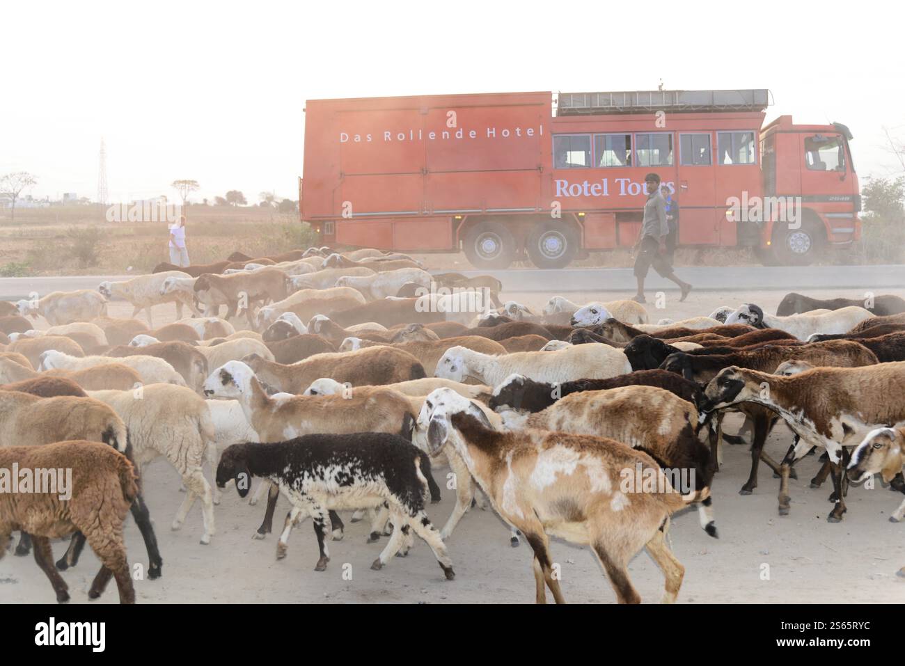 Flock of sheep, Mysore. South India, India, Flock of sheep next to a ...