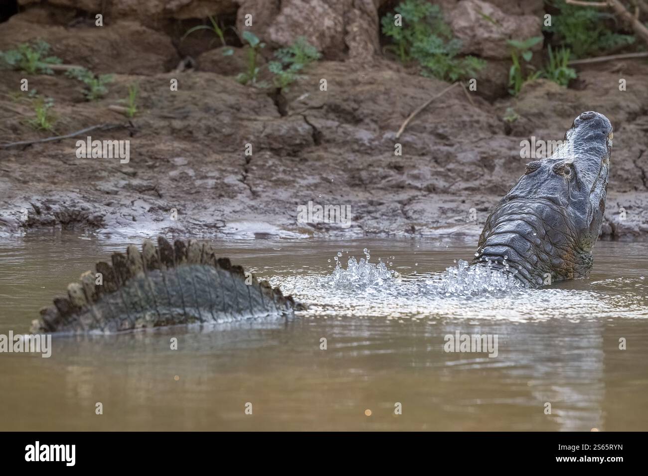 Spectacled caiman (Caiman crocodilus yacara), Crocodile (Alligatoridae ...
