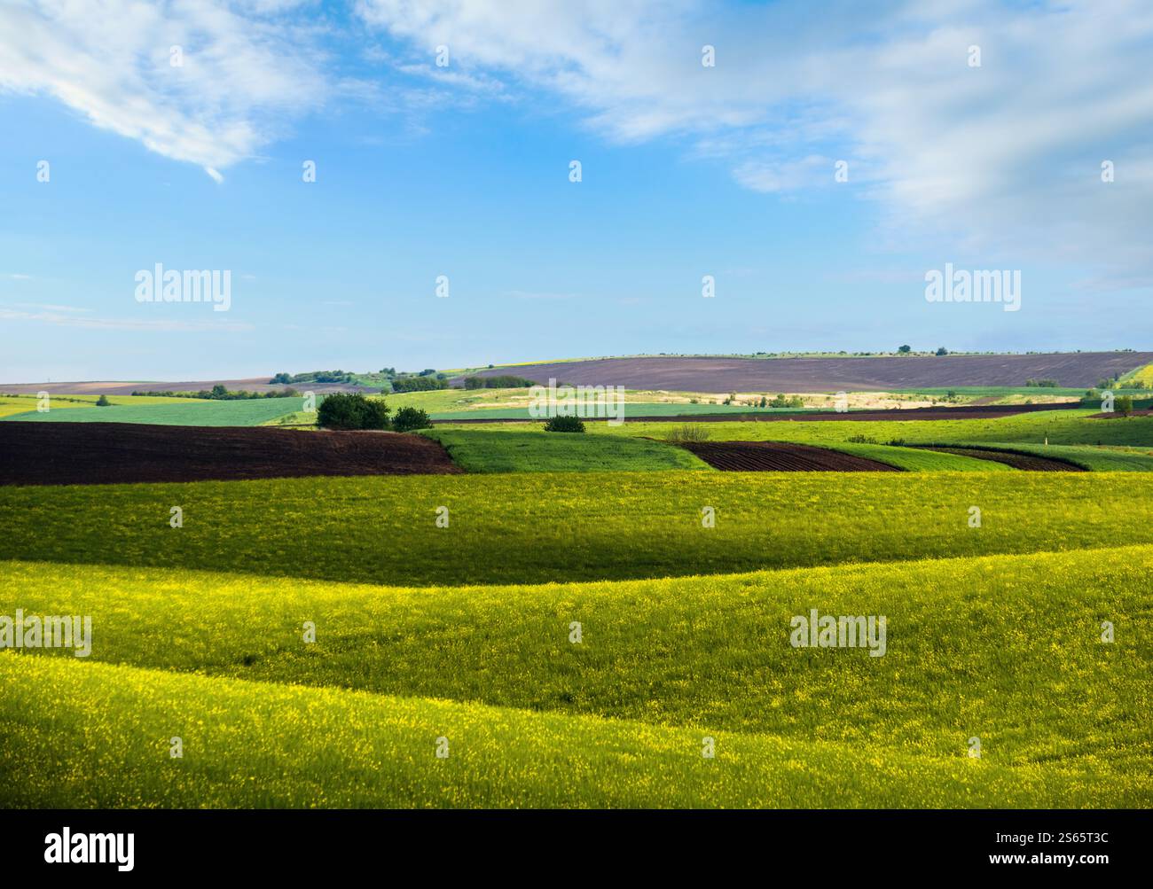 Spring evening view with rapeseed yellow blooming fields in sunlight ...