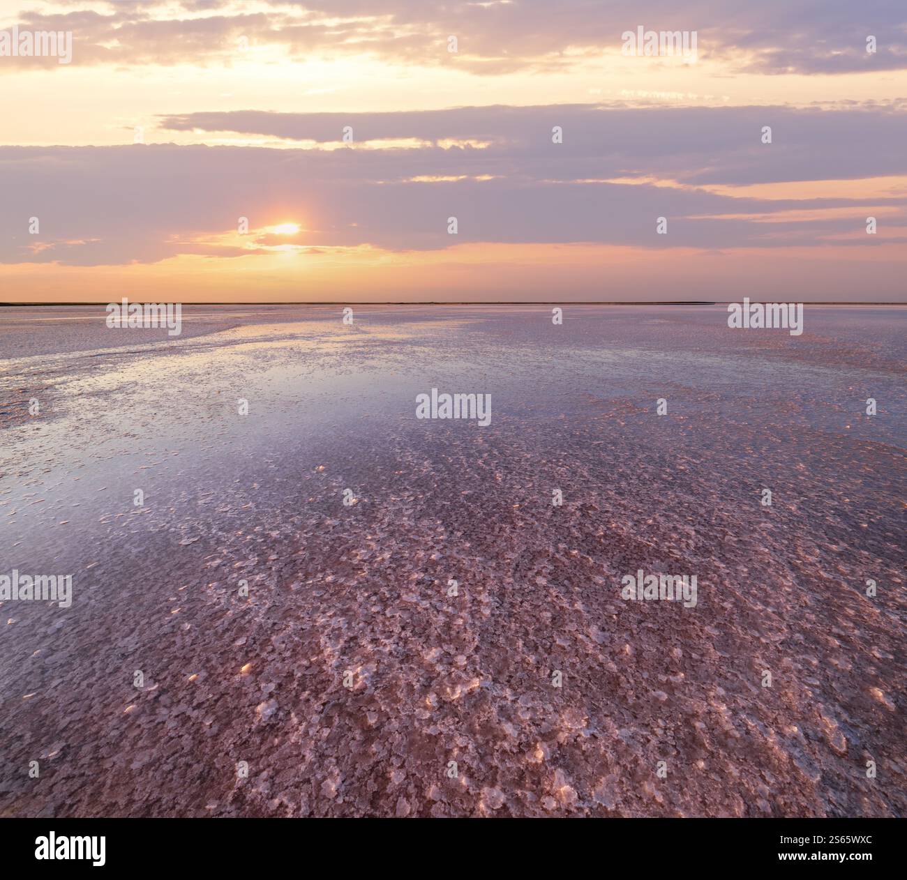 Sunset on the Genichesk pink extremely salty lake (colored by ...