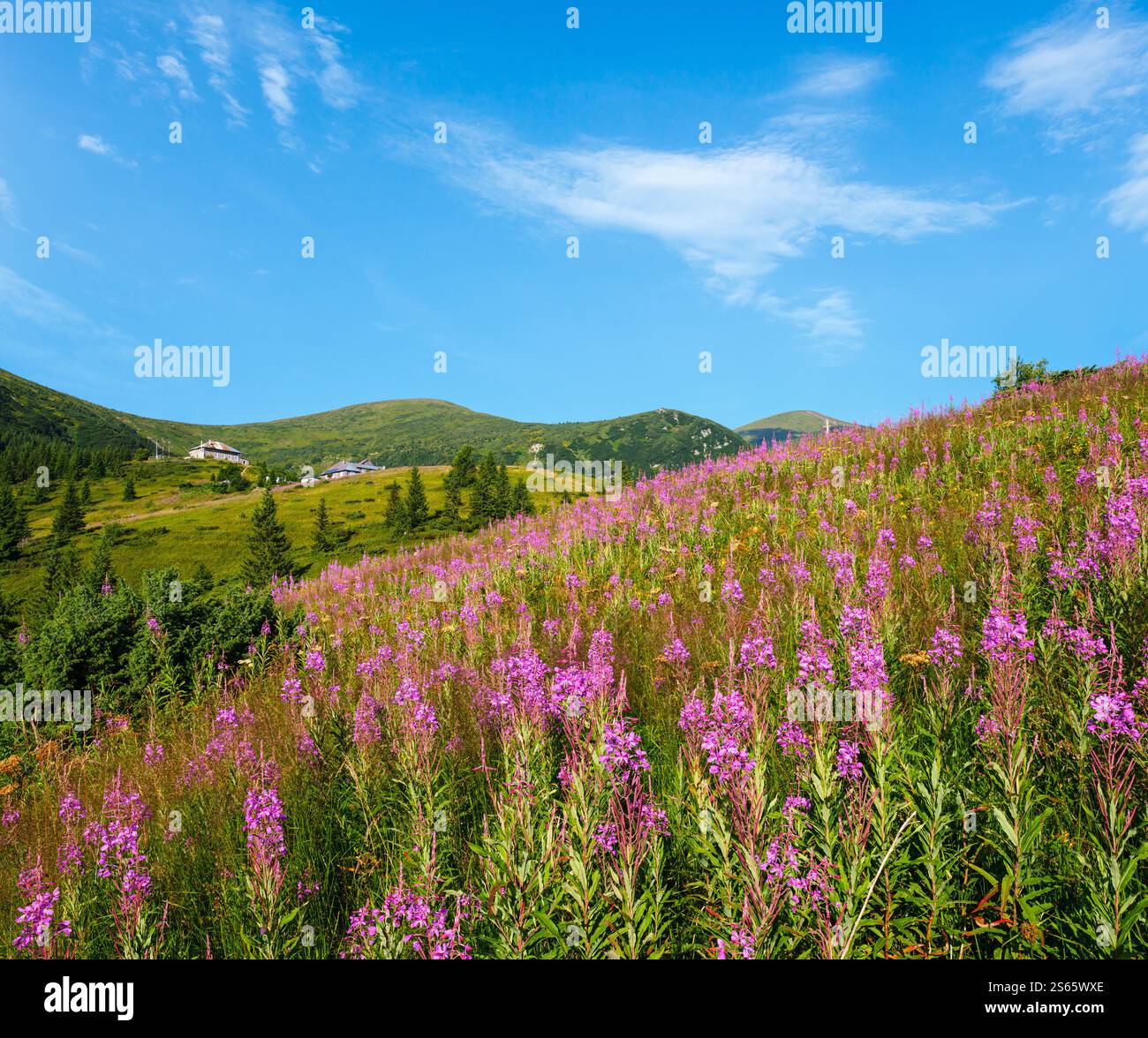 Pink blooming Sally and yellow hypericum flowers on summer mountain ...
