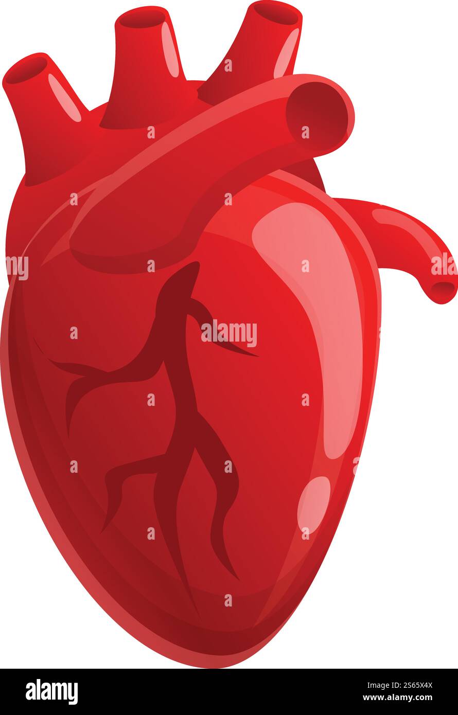 Muscle human heart icon. Cartoon of muscle human heart vector icon for ...