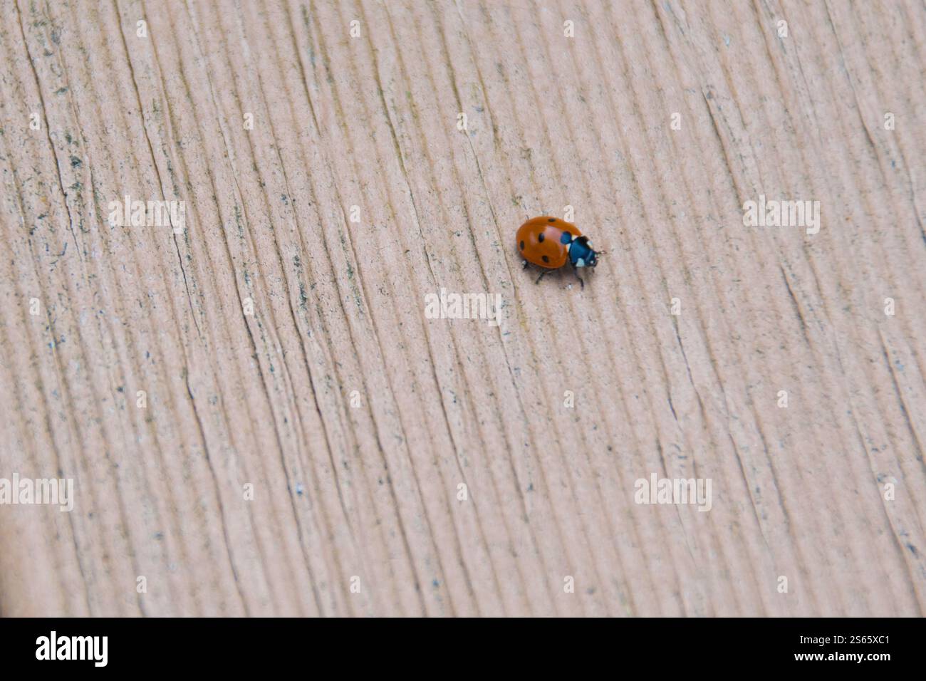 Close up grain beetles crawling hi-res stock photography and images - Alamy