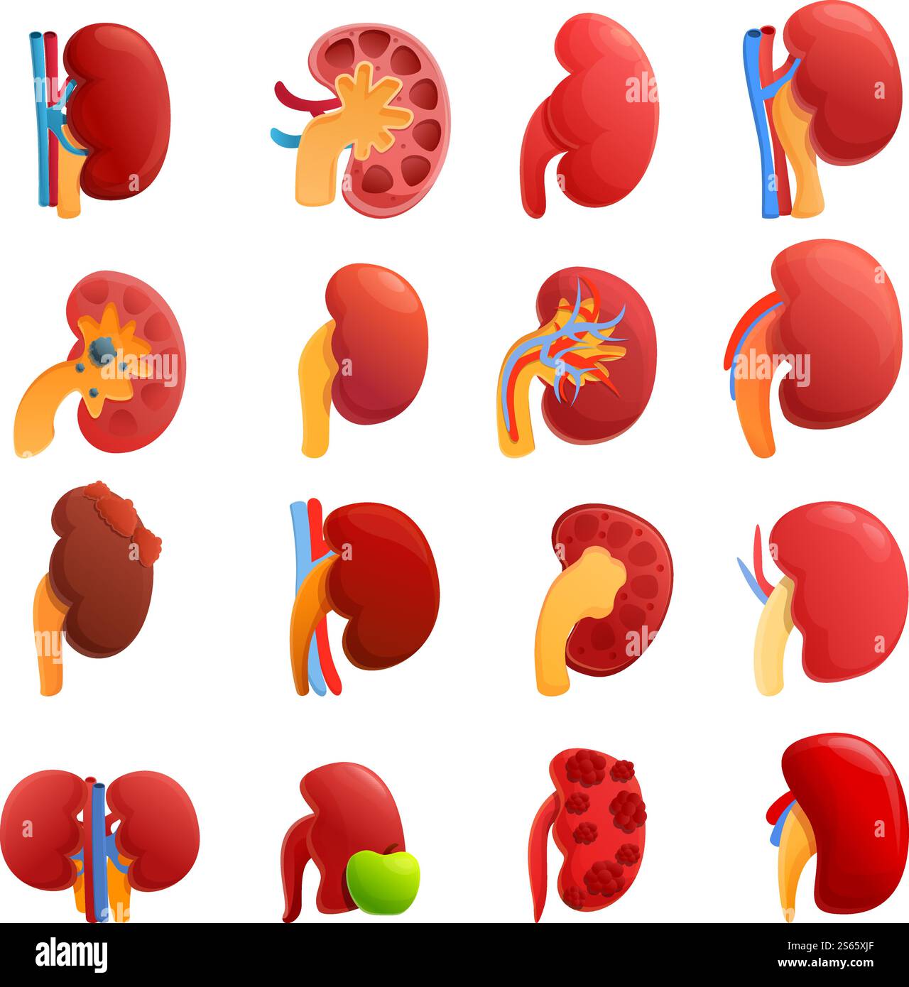 Kidney icons set. Cartoon set of kidney vector icons for web design ...