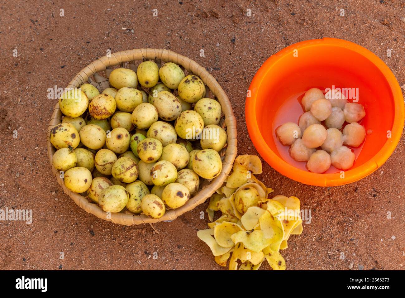 Ripe Sclerocarya birrea (Marula, Maroela, Mufula, Ukanyi) fruits with ...