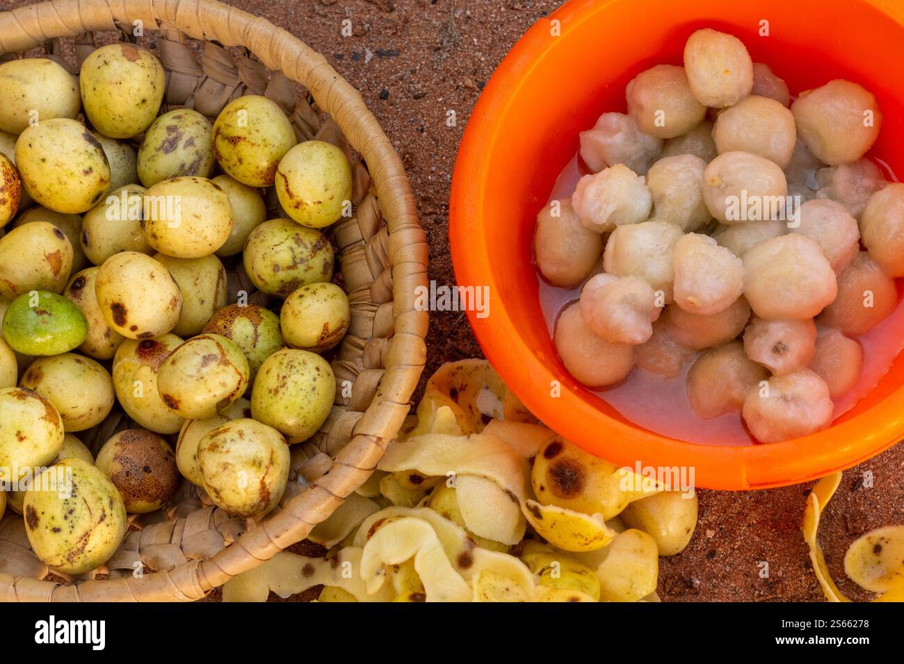 Ripe Sclerocarya birrea (Marula, Maroela, Mufula, Ukanyi) fruits with ...