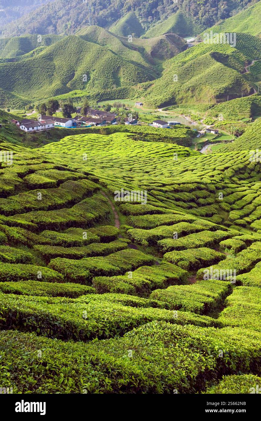 Landscape scenic view of the Bharat tea plantation in the hills of ...