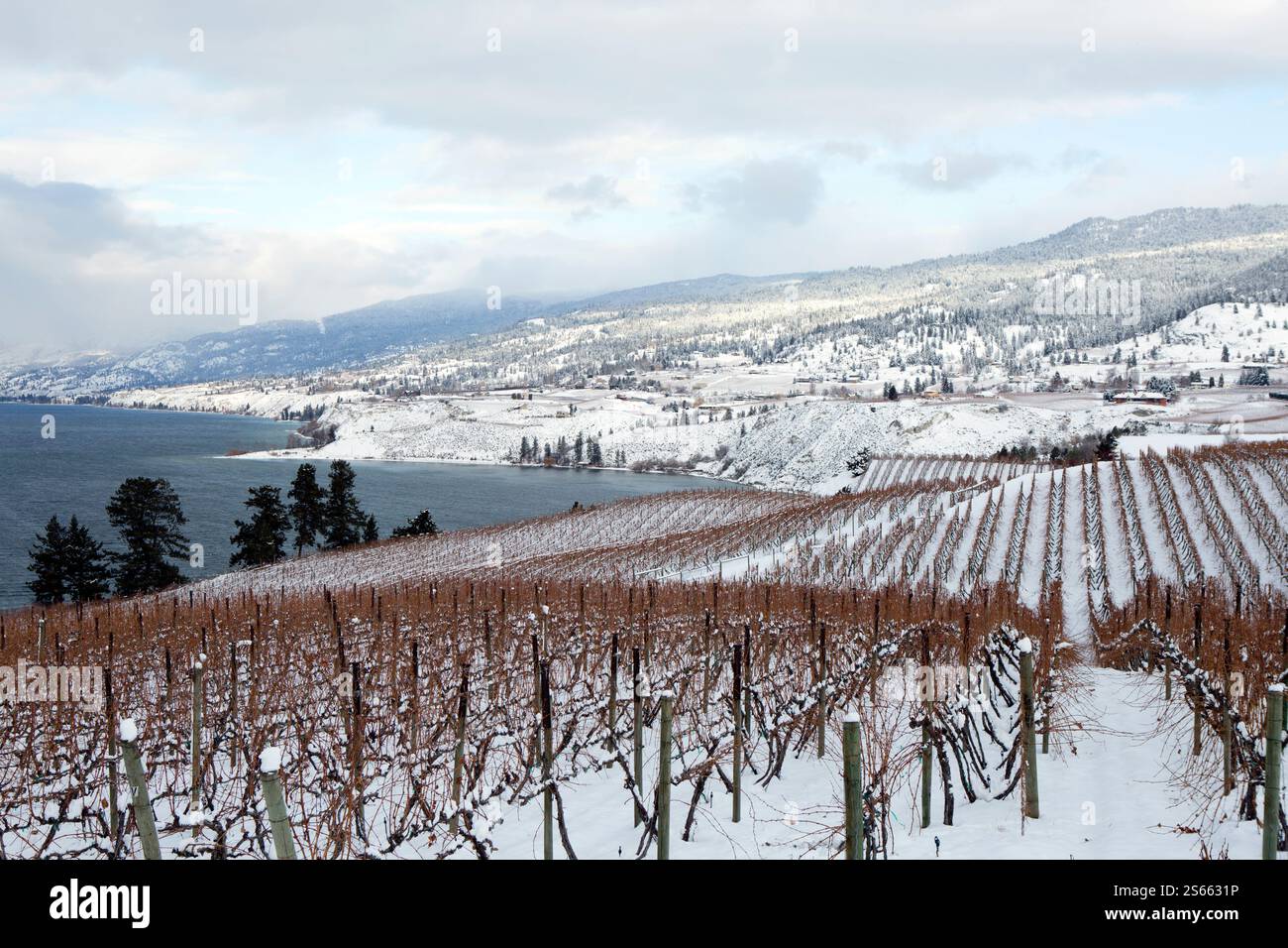 Snow covered dormant grapevines in an organic winery vineyard in the ...