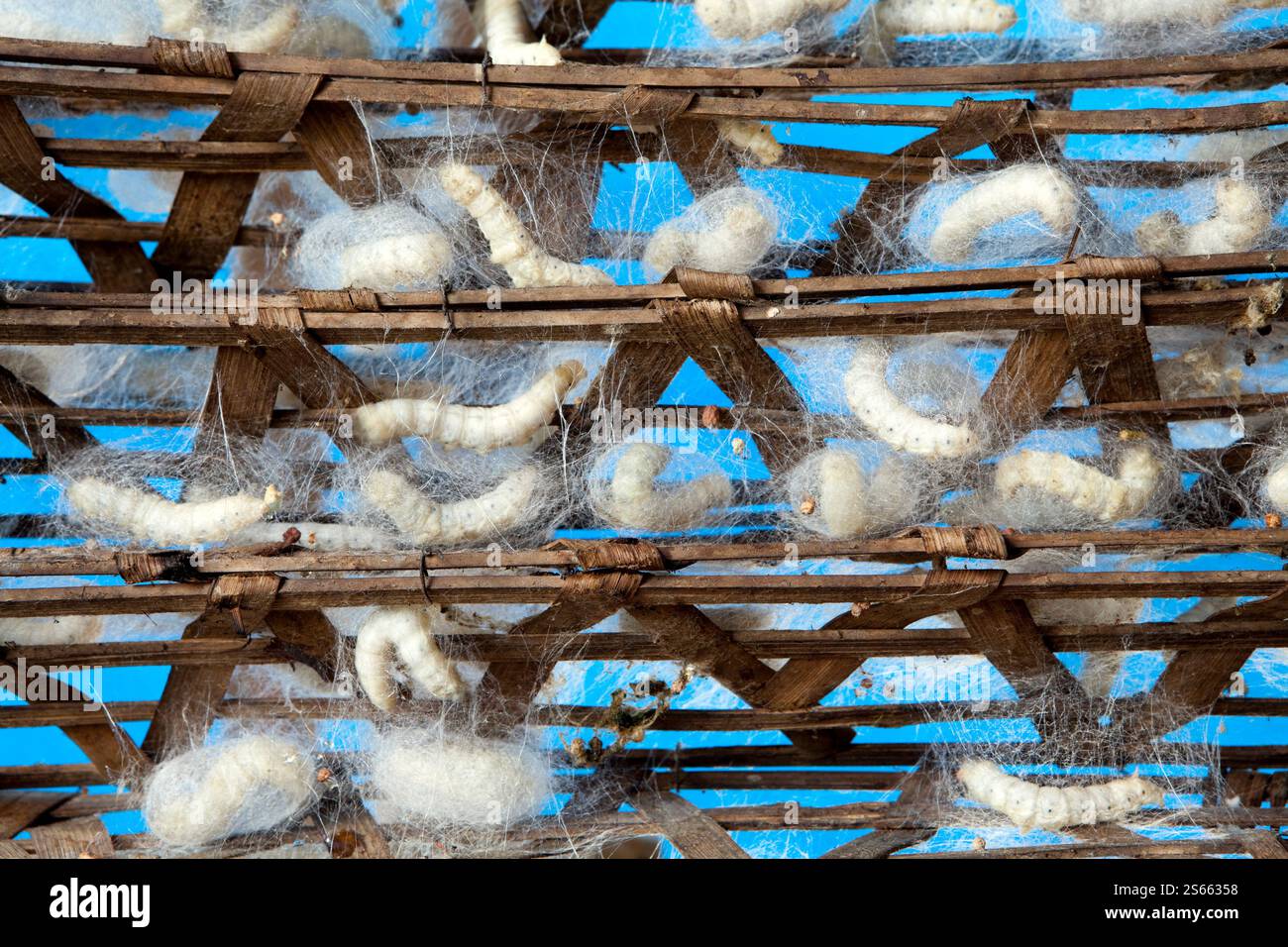Silk moths hi-res stock photography and images - Alamy