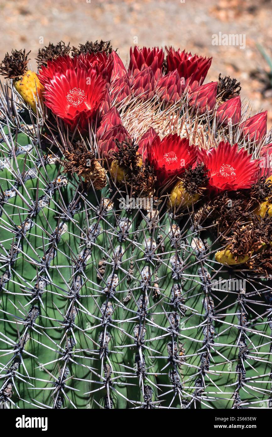 A cactus with red flowers on it. The flowers are in different stages of ...