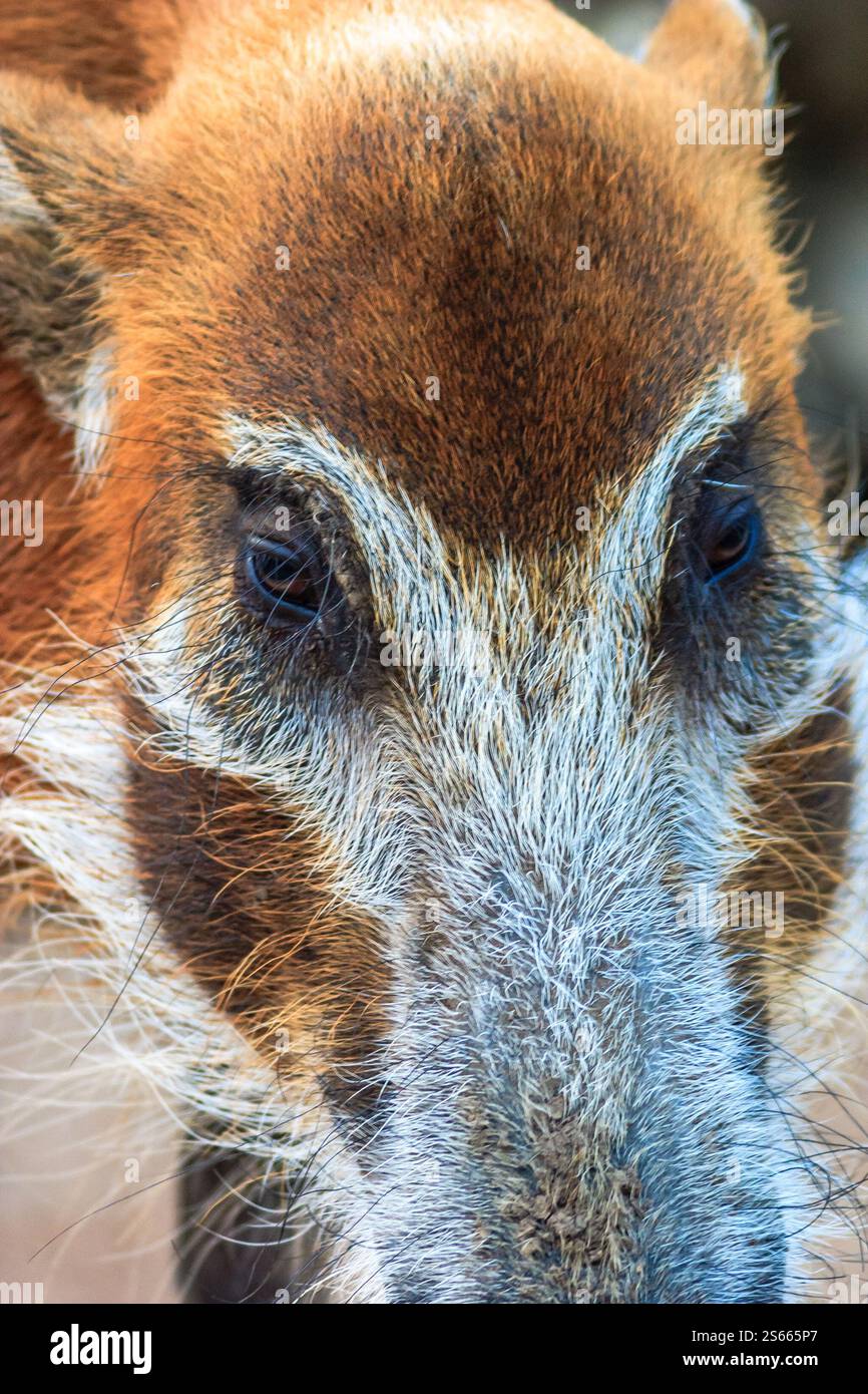 A close up of a pig's face with a white muzzle and brown fur. The pig ...