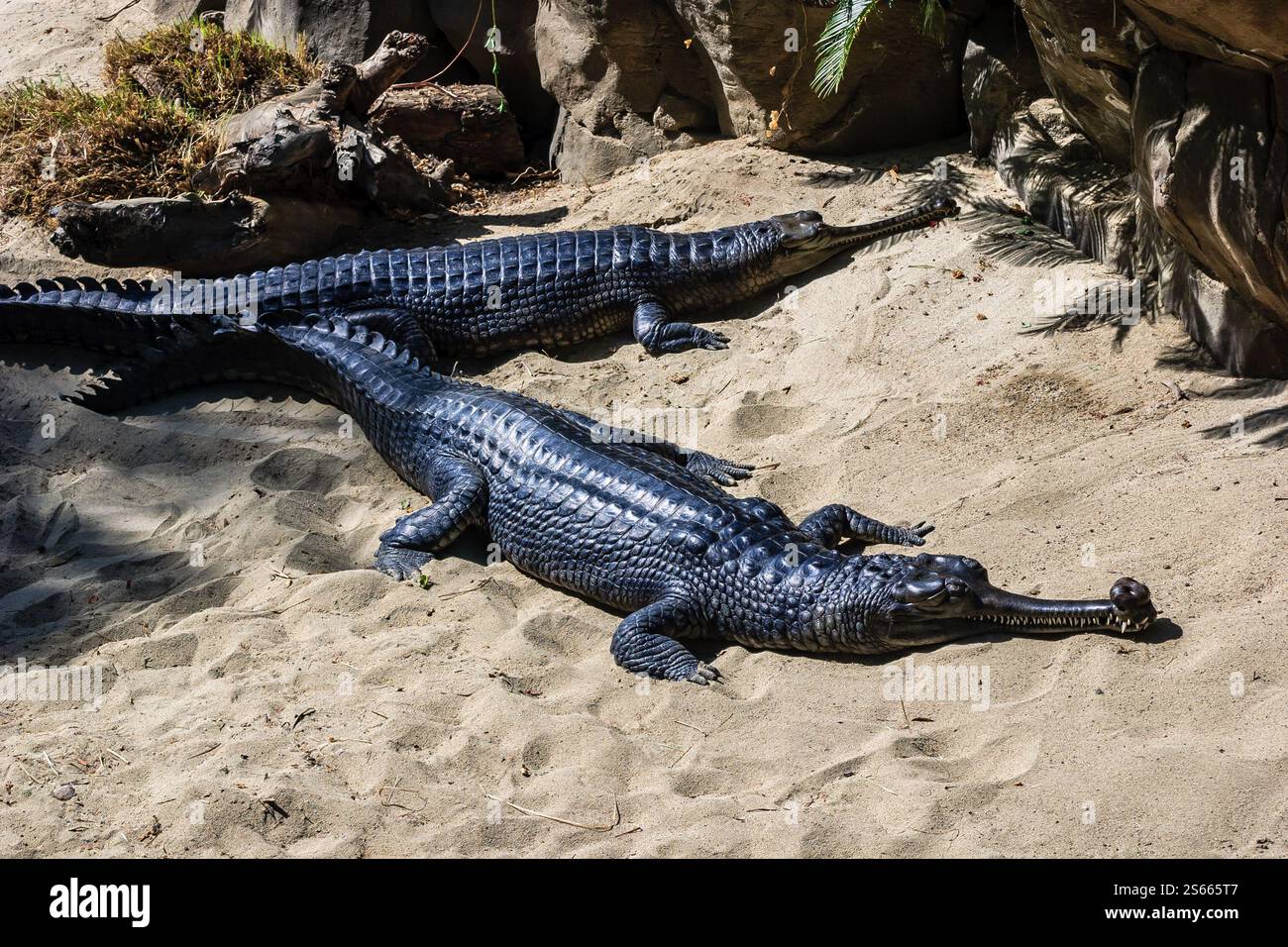 Two crocodiles laying on the sand. One is on the left and the other is ...