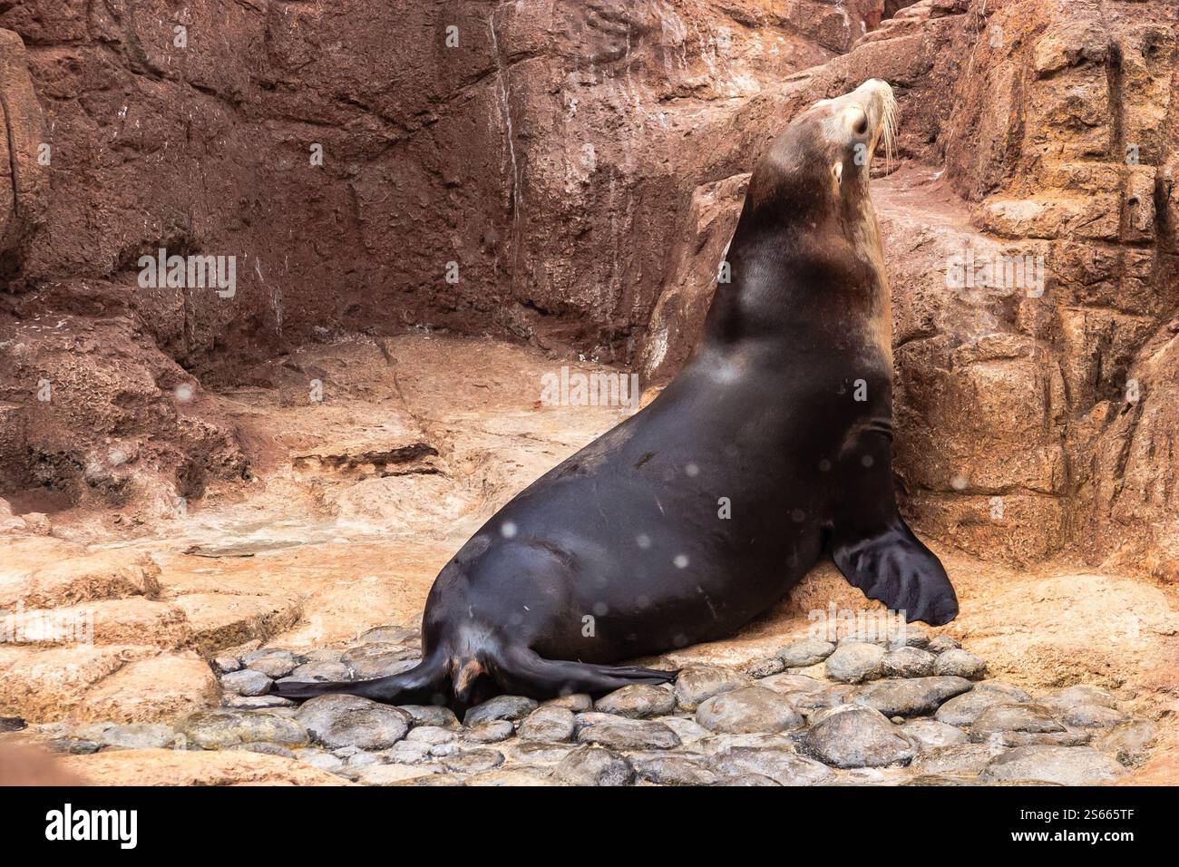 A seal is laying on the ground in front of a rock wall. The seal ...