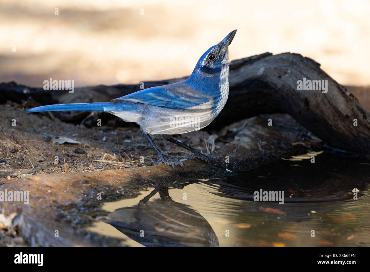A thirsty bright blue Scrub-jay drinking water from an outdoor bird ...