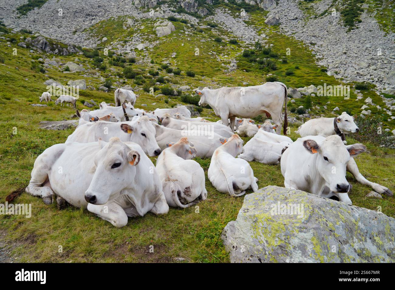 Pastures with cows,Lago Fiorenza,Parco Monviso, Monviso Nature Park ...