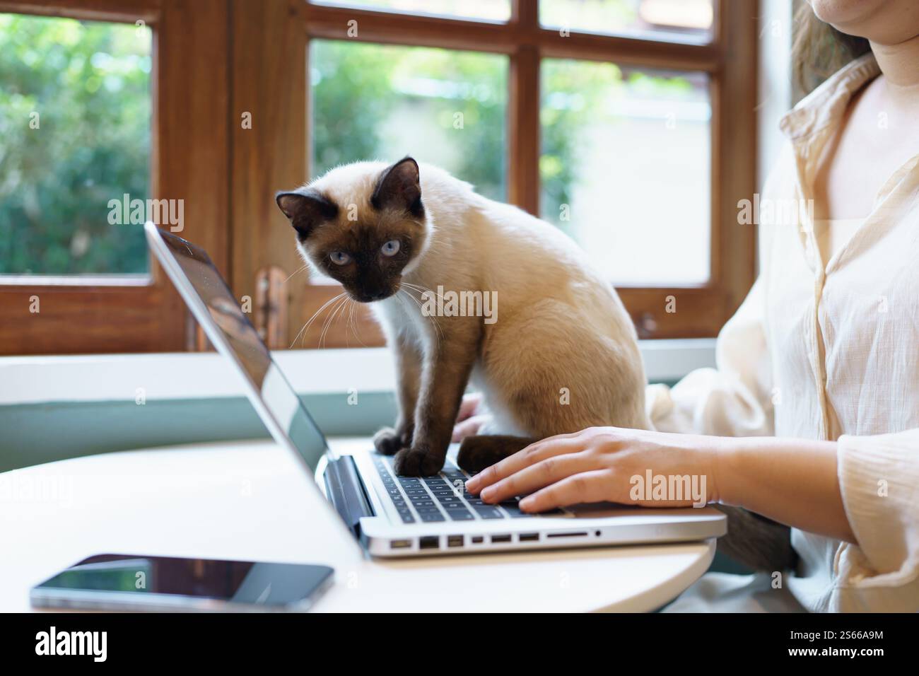 Animals cat acting like a human. Cat working at Laptop with siamese cat ...