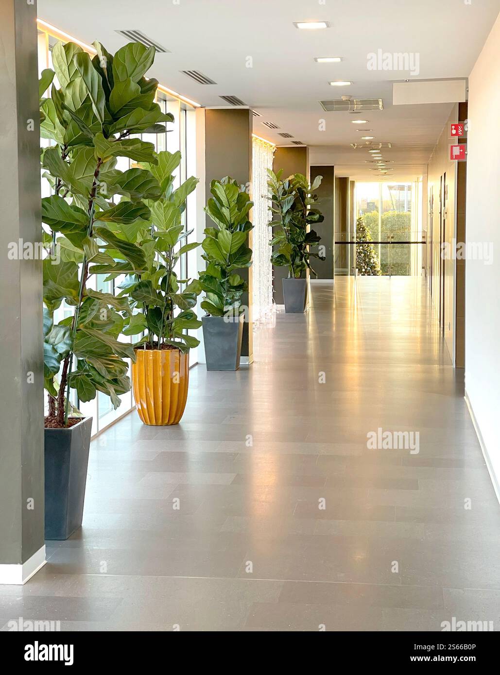 Long foyer with windows of a modern building. Plants and interior ...