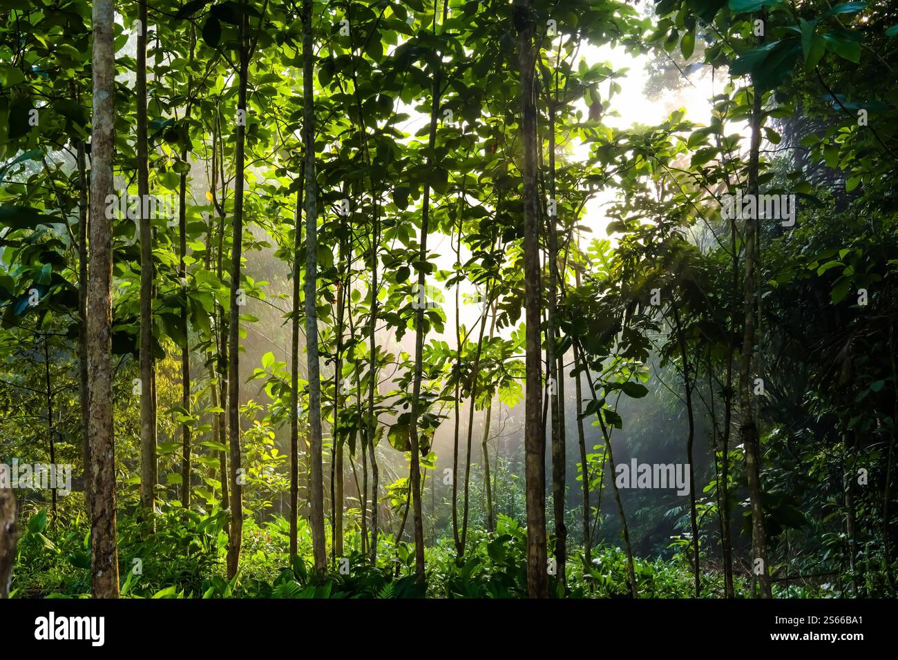 A bright morning is filled with soft sunlight filtering through the ...