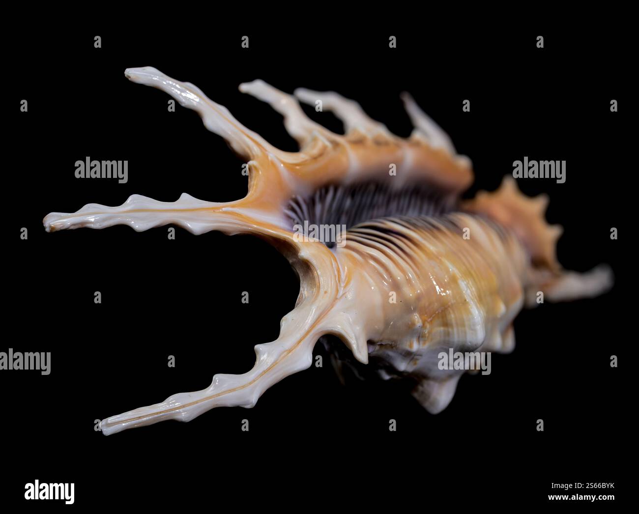 Close-up of a Scorpion Conch Shell on a solid black background. The ...