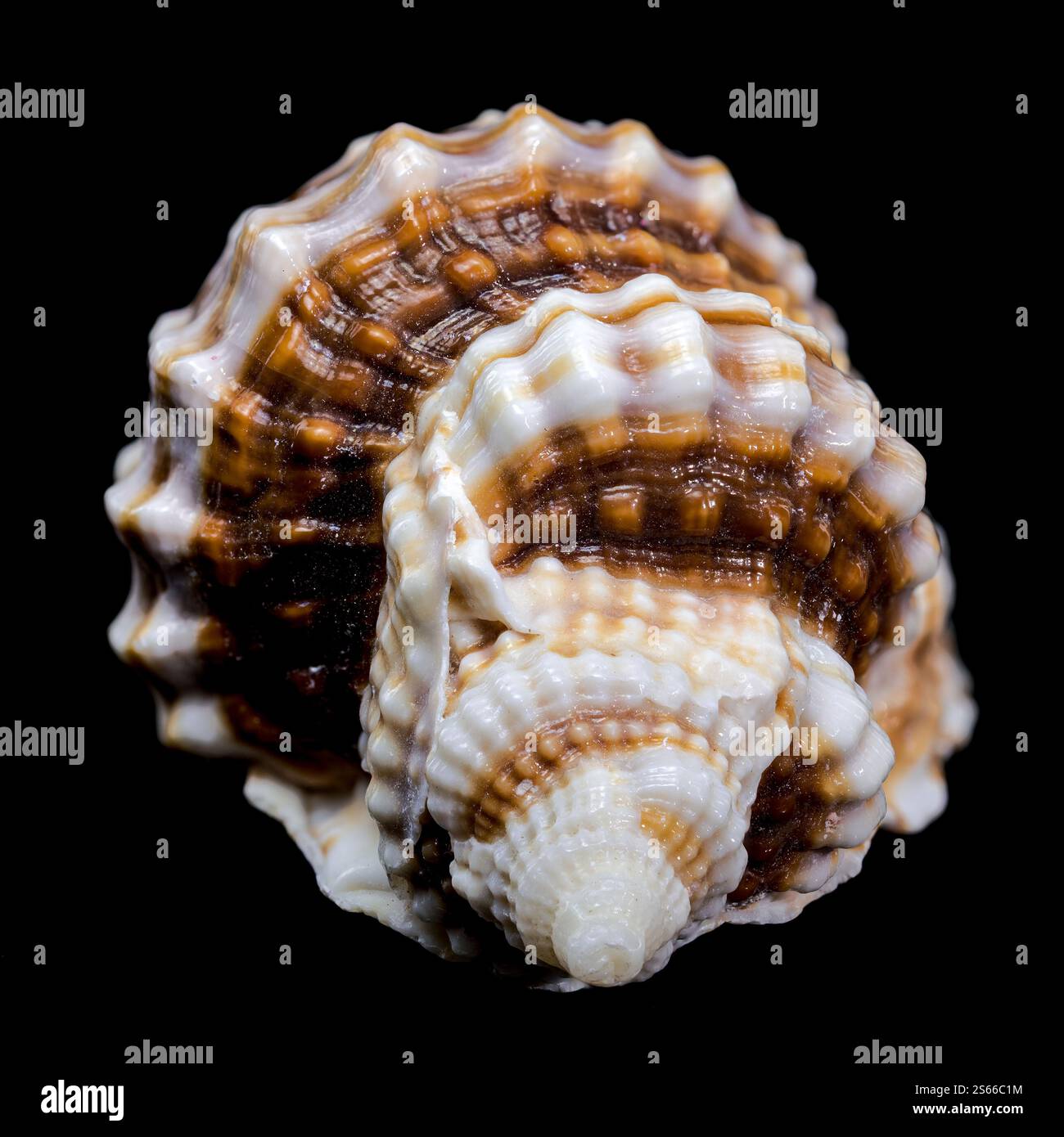 Close-up of a Distorsio anus sea shell on a solid black background. The ...